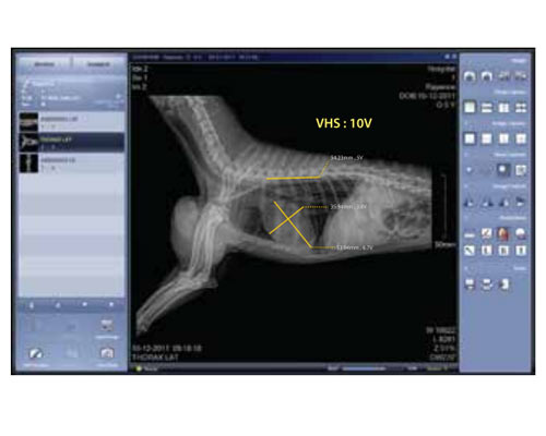 Veterinary X-Ray Equipment
